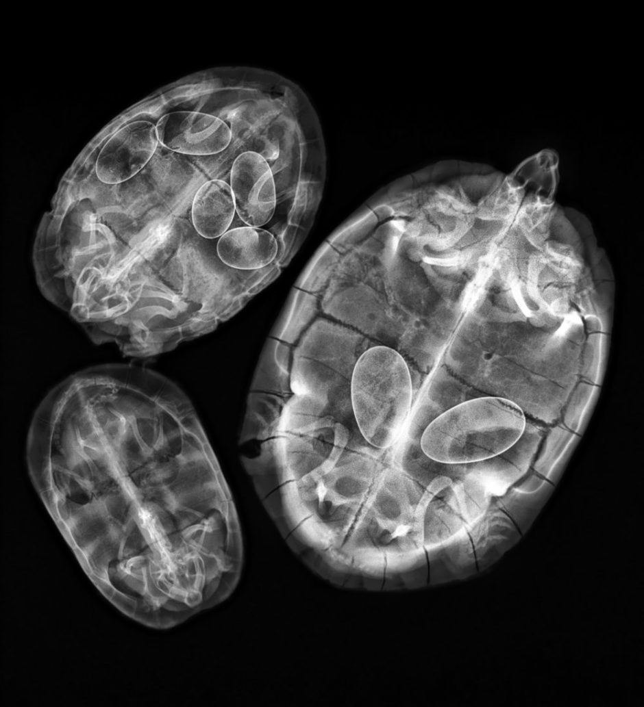 Musée Magazine Book Review: Radiographic – stevemiller.com